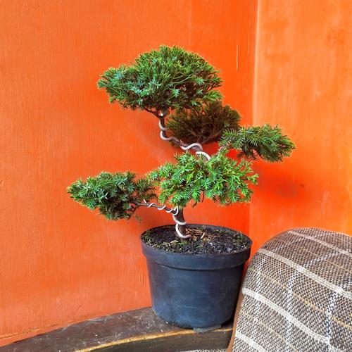 Jual bonsai cemara papua - Kab. Bandung Barat - trianz | Tokopedia
