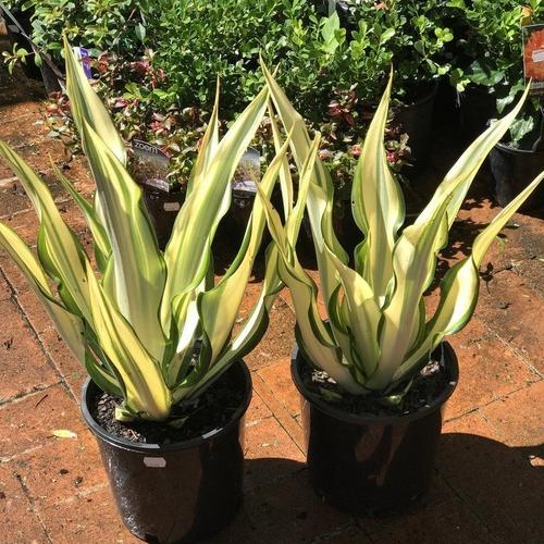 Jual Tanaman Hias agave kuning putih/ furcraea foetida gigantea - Kab ...