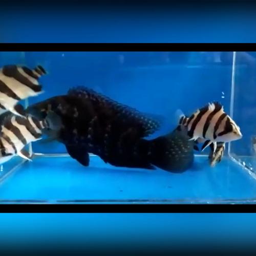 Jual Datz sumatra 3 bar bersih - Jakarta Timur - R'fisch Aquatic ...
