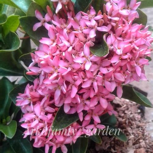 Jual Bunga Soka Jepang pink/Tanaman berbunga rajin/bunga buat halaman ...