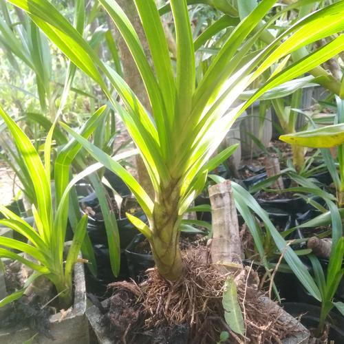 Jual grammatophyllum speciosum/anggrek tebu/anggrek macan/anggrek ...
