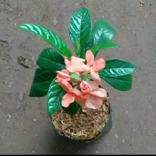 Jual pohon hias berbunga-tanaman hias rhosandra crossandra - Kab. Bogor ...