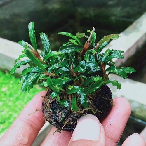 Jual buce velvet tanaman aquascape - Kab. Bogor - AQUAGREEN | Tokopedia