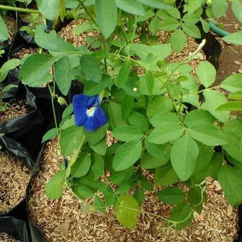 Jual Tanaman kembang telang bunga biru - obat herbal - tanaman rambat ...