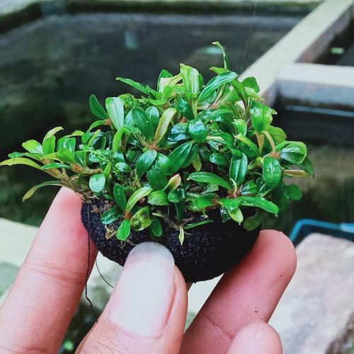 Jual buce mini tanaman aquascape - Kab. Bogor - AQUAGREEN | Tokopedia
