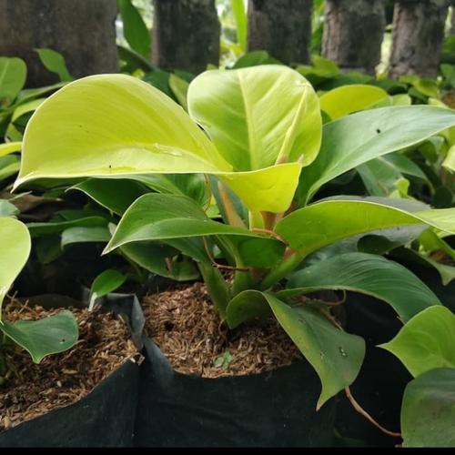 Jual pohon Philo lemon / tanaman indoor - Kab. Bogor - D flora | Tokopedia