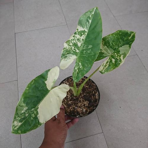 Jual TANAMAN SENTE VARIGATA | TANAMAN INDOOR | ALOCASIA VARIGATA - Kab ...