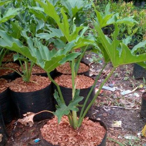 Jual Tanaman Hias Monstera Philo Jari /Pohon Monstera Pilo Jari - Kab ...