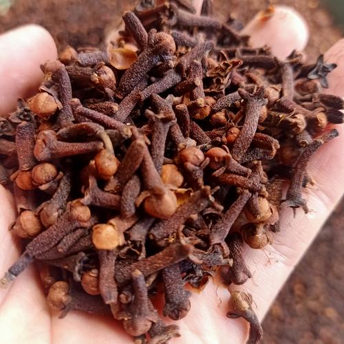 Jual Cengkeh Premium 100Gram Clove Whole Bunga Cengkih Kering Dan Fresh ...