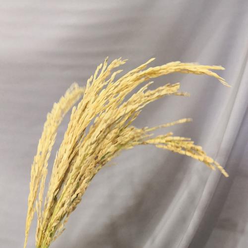 Jual Wheat / Padi Bunga Kering - 1 ikat pink - Jakarta Barat ...
