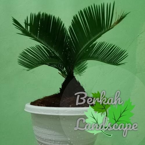 Jual pakis haji atau cycas rumphii - Kab. Bogor - Berkah Landscape ...