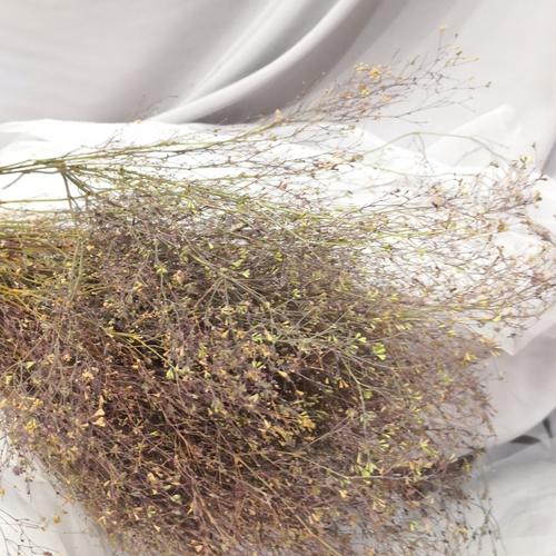 Jual Ranting Kering Rustik/ Bunga Kering - 1 ikat - Jakarta Barat ...