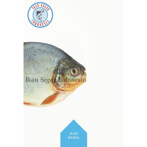 Jual Ikan Bawal Merah (Tawar) / Ikan Segar Indonesia - Jakarta Utara ...