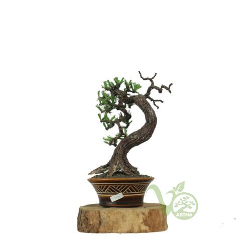 Jual Bonsai Artificial - Besar - Kota Batu - ARTHA BONSAI VIO | Tokopedia