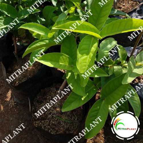 Promo Bibit Pohon Jambu Air Kancing Merah - Buah Jambu - Tanaman Jambu ...