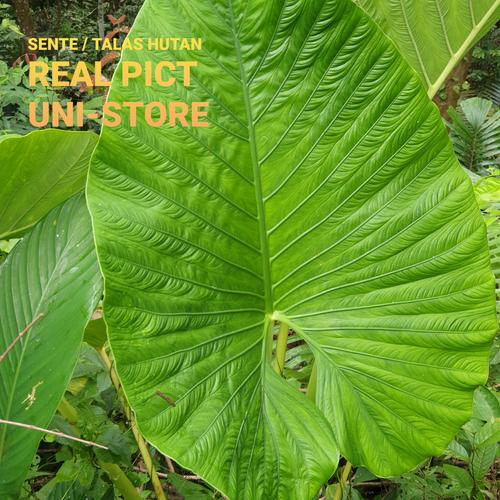 Jual Bibit tanaman hias sente hijau talas hutan daun berserat langka ...