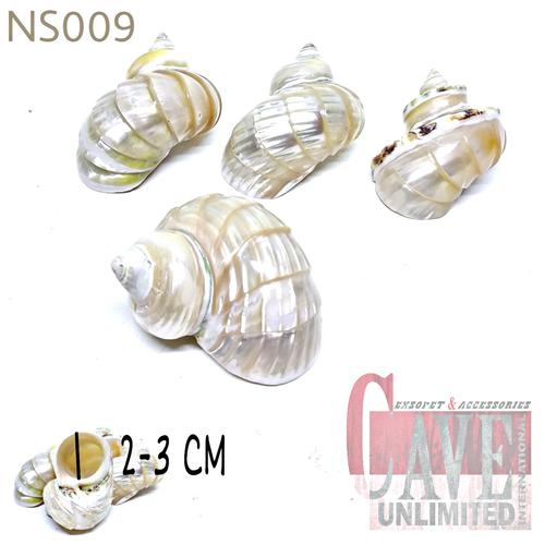 Promo NS009 cangkang shell rumah kelomang keong umang kumang natural ...
