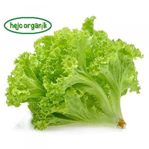 Jual SLADA KRITING / SELADA BOKOR FRESH SAYUR ORGANIK SEGAR BANDUNG ...