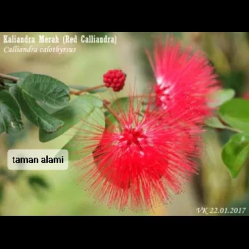 Jual tanaman hias kaliandra bunga merah - tanaman bunga kaliandra - Kab ...