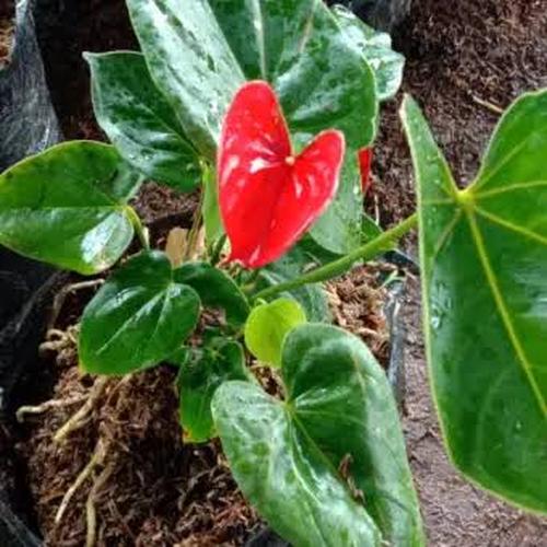 Jual tanaman hias anthurium. mini bunga merah/putih - Kab. Bogor ...