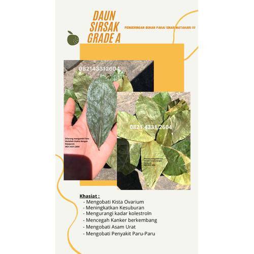 Jual Daun Sirsak 100GRAM Grade A/Daun Sirsat Premium/Obat Kista obat ...