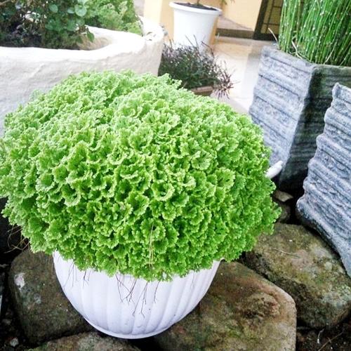 Jual tanaman hias lumut Ambon - moss Ambon - tanaman gantung lumut ...