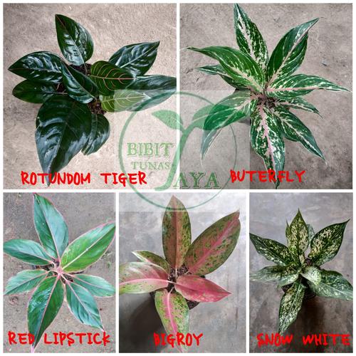 Jual paket 5 jenis bunga aglaonema aglonema tanaman hias - Kota Metro ...