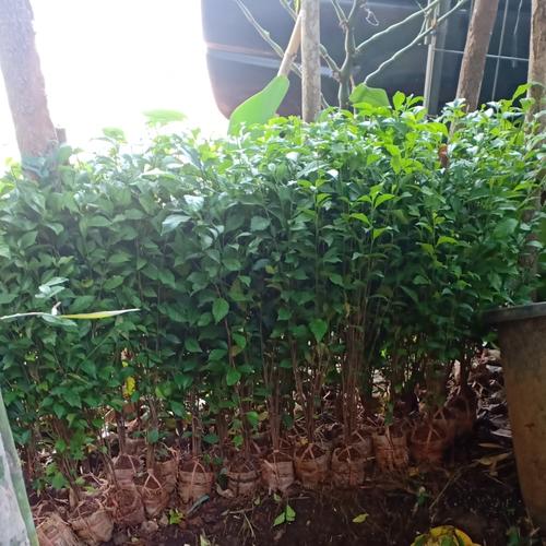 Jual Tanaman Teh tehan Tinggi 50cm - Jakarta Barat - little Bali ...
