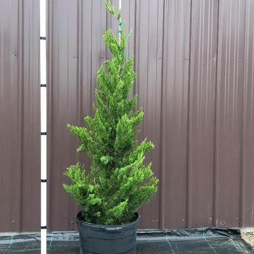 Jual Cemara Papua / PuaPua - Kab. Bandung Barat - TWINS FARMERS | Tokopedia