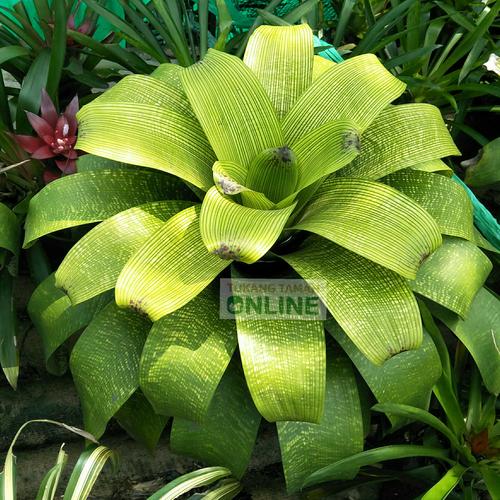 Jual Tanaman Hias Bromelia Penetralis Ukuran Besar - Kab. Bogor - Jasa ...