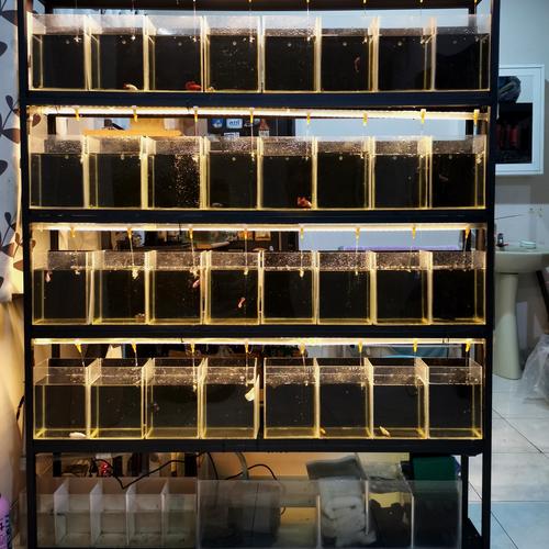 Jual rak soliter cupang beserta soliter cupang acrylic ukuran 15x10x20 ...