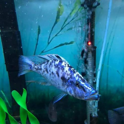 Jual Dimidiochromis Compressiceps OB / Jendral OB - African Cichlid ...