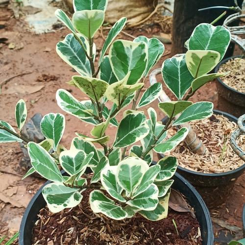 Jual tanaman ficus triangularis varigata kupukupu - Kab. Bogor ...