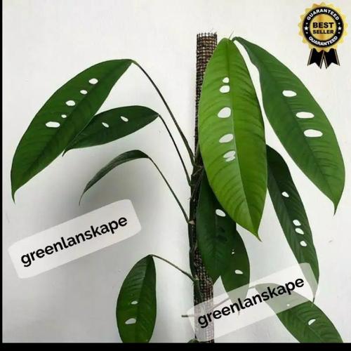 Jual Monstera Foraminifera - Janda Bolong Daun Besar - Raphidophora ...