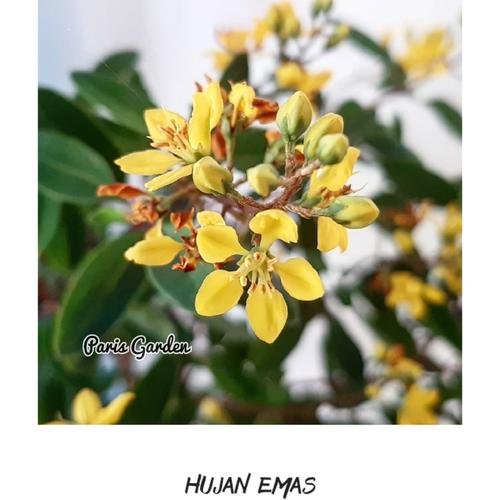 Jual TANAMAN HIAS BUNGA HUJAN EMAS | BIBIT BUNGA HUJAN EMAS GALPHIMIA ...