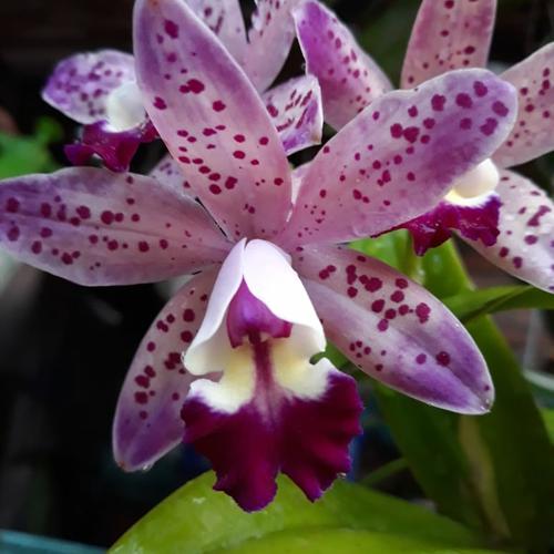 Jual Cattleya Tropical Pointer Cheetah - Kab. Magelang - kioki orchid ...