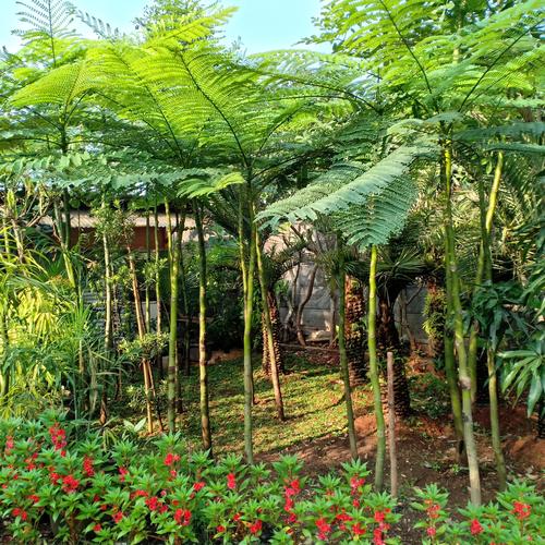 Jual Solobium /Parahiba / Pakis Brazil 2,5-3 Meter - Jakarta Barat ...