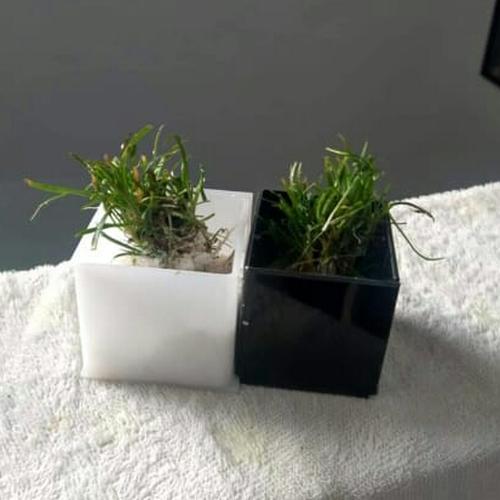 Jual Pot Tempat Tanaman Acrylic Akrilik Hiasan Hobby - Kota Surabaya ...