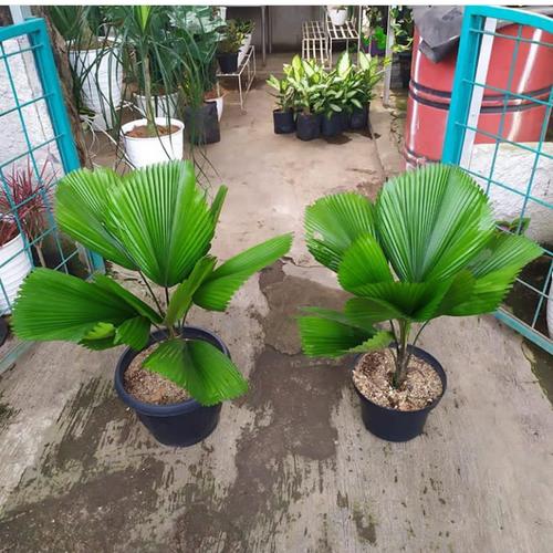 Jual TANAMAN HIAS PALEM KOL UKURAN 70-100cm - Kab. Bogor - Rose Taman ...