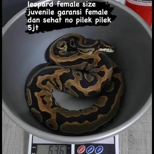 Jual ball python leopard / ball phyton leopard female - Kab. Tangerang ...