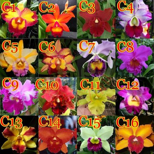 Jual Bibit bunga anggrek cattleya seedling hybrid taiwan bunga besar ...