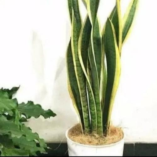 Jual Tanaman Sansevieria lengkap dengan Pot dan Batu Hias - Kab ...