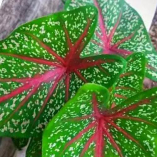 Jual tanaman talas hias - Kab. Pangandaran - jaya tani mandiri | Tokopedia