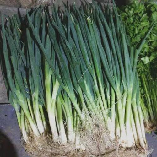 Jual daun bawah saledri segar - Kota Bekasi - IKAN BASAH RIZAL | Tokopedia