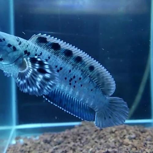Jual Channa Orna tipinnis - Kab. Sleman - Exofish_Aquarium | Tokopedia