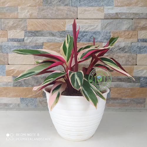 Jual Meranti Bali | Meranta Bali | Tanaman hias Meranti Bali Tanaman ...