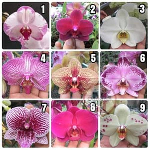 Jual Bibit anggrek bulan - seedling hybrid taiwan - Kota Batu ...