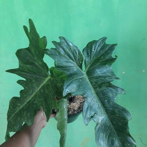Jual tanaman hias philo dragon variegata/ekor naga parigata - Kab ...