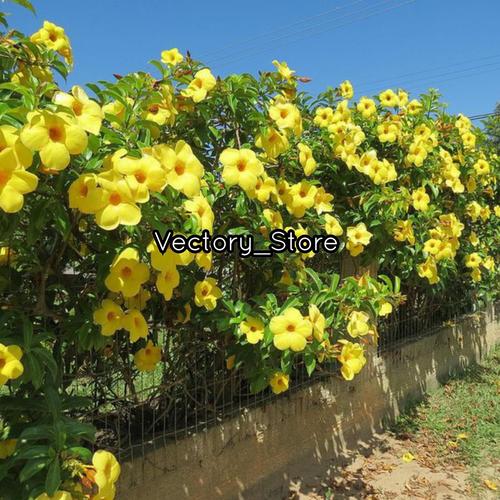 Jual Tanaman Hias Rambat Pohon Yellow mandevilla Atau Alamanda kuning ...