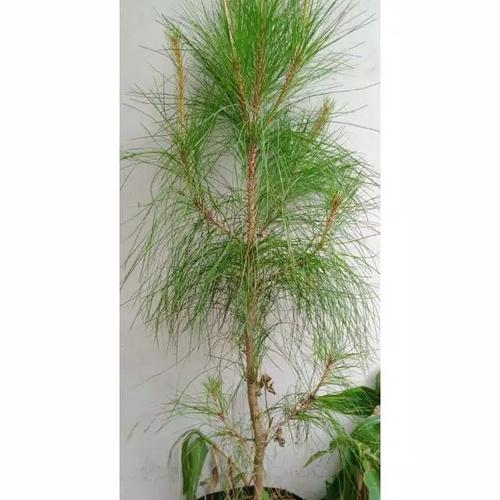 Jual tanaman hias pohon pinus - Kab. Bandung Barat - Zain Flower's ...